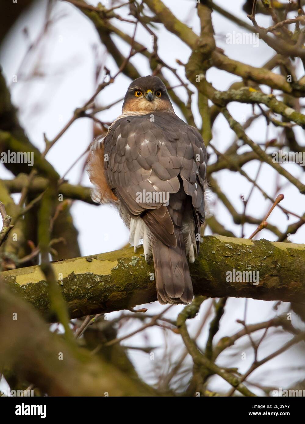 Male sparrow hawk hi-res stock photography and images - Alamy