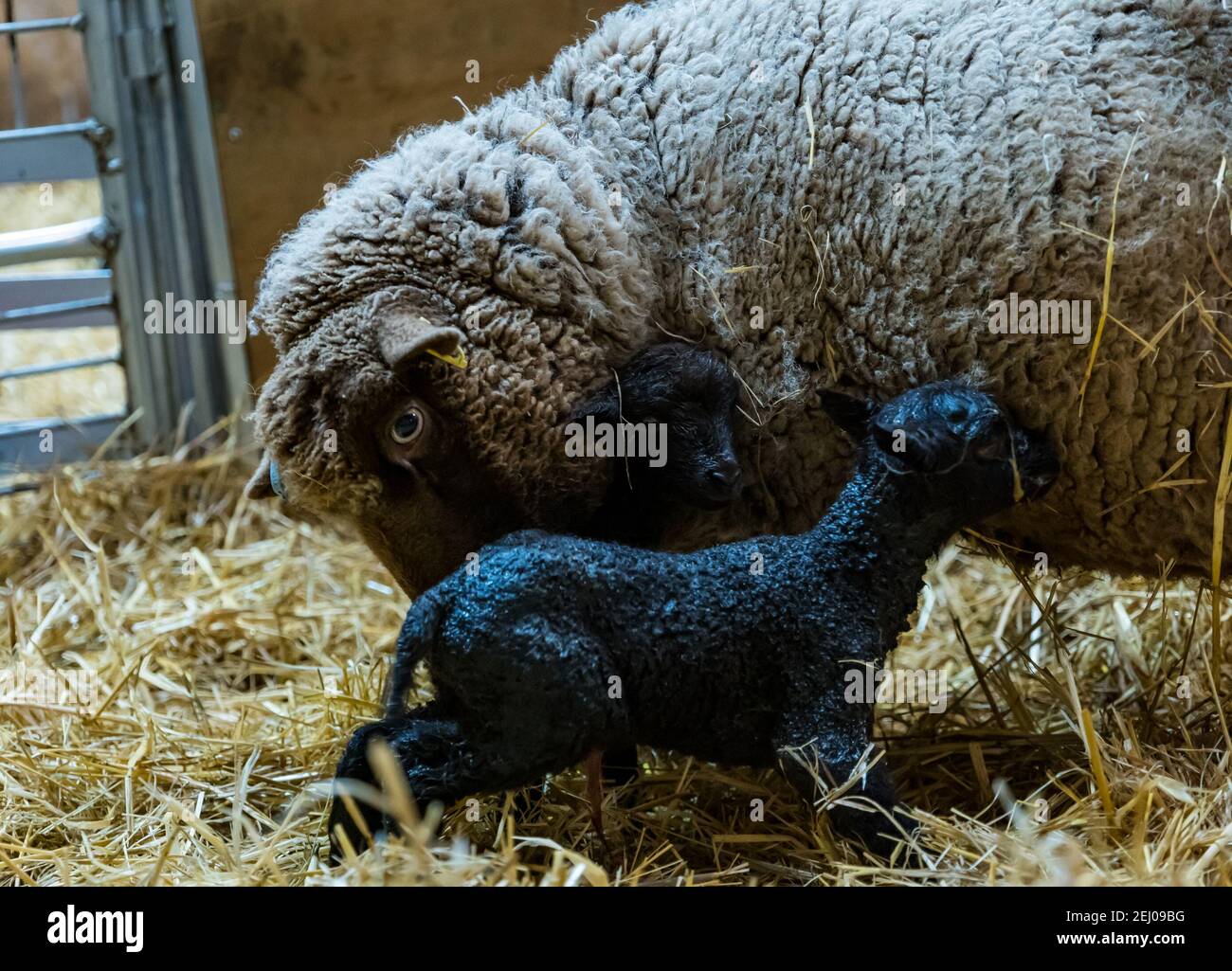 East Lothian, Scotland, United Kingdom, 20th February 2021. Lamb birth ...