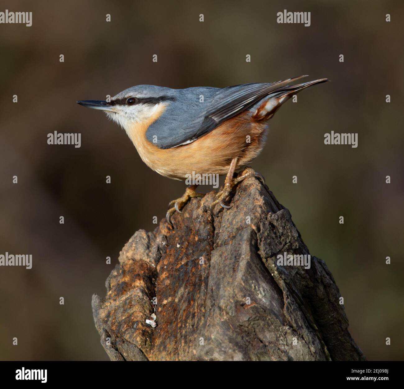 Nuthatch hi-res stock photography and images - Alamy