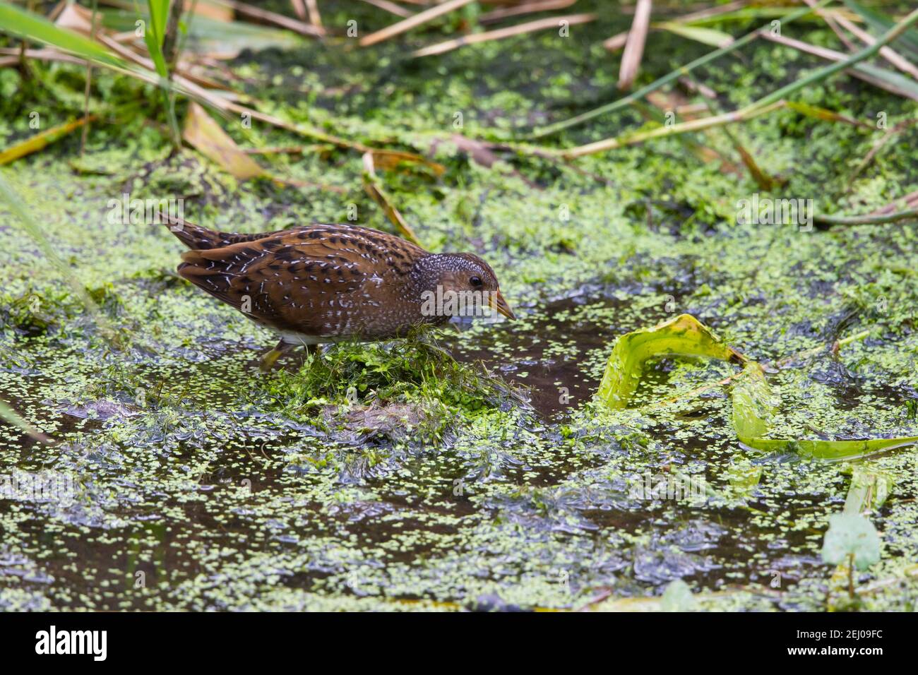 Rare spotted crake porzana hi-res stock photography and images - Alamy