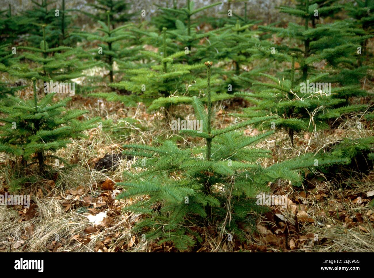 Woodland trees dundee hi-res stock photography and images - Alamy