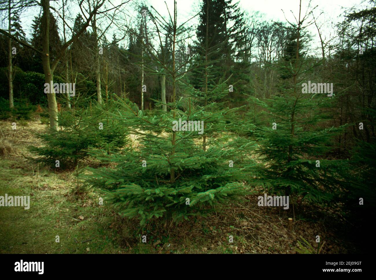 Woodland trees dundee hi-res stock photography and images - Alamy