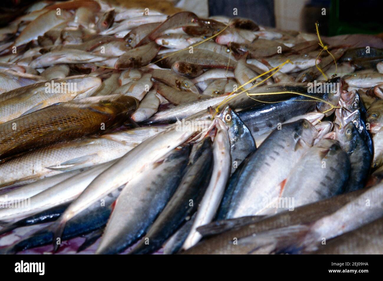 Ras Al Khaimah UAE Fish at Fish Souk Stock Photo - Alamy
