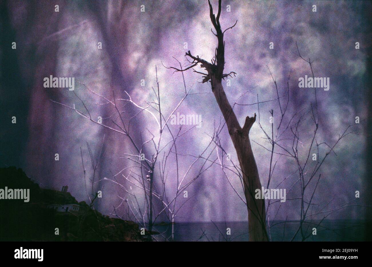 Tree Double Exposure Stock Photo - Alamy
