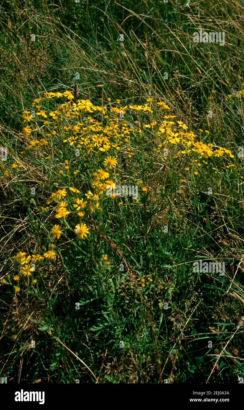 Common groundsel senecio vulgaris hi-res stock photography and images ...