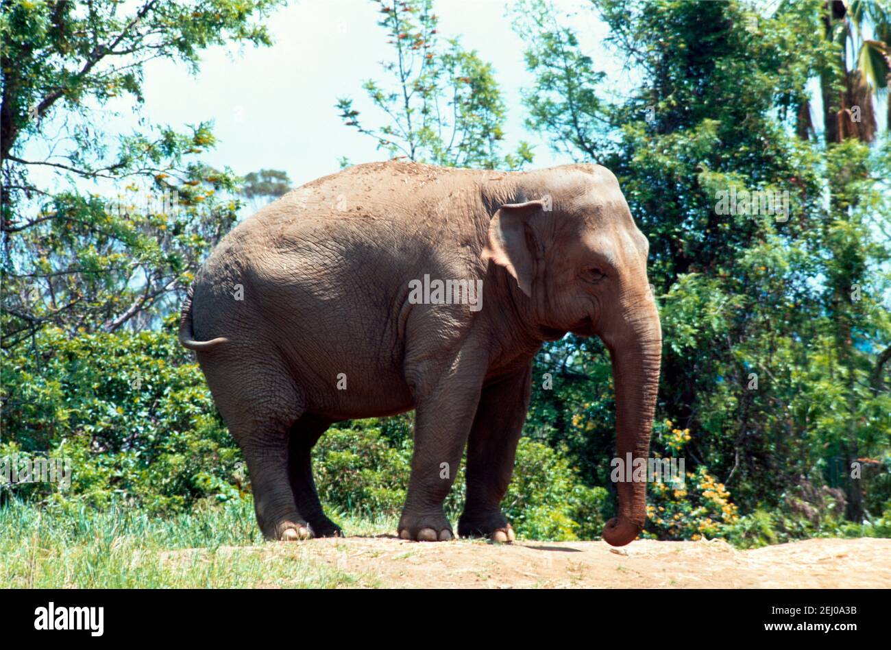 Asian elephant taronga zoo australia hi-res stock photography and ...