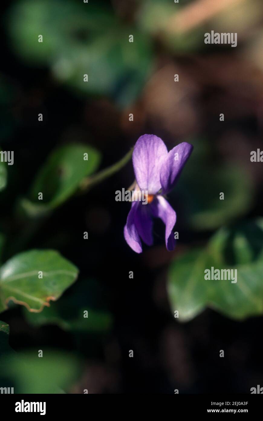 Wood violet hi-res stock photography and images - Alamy