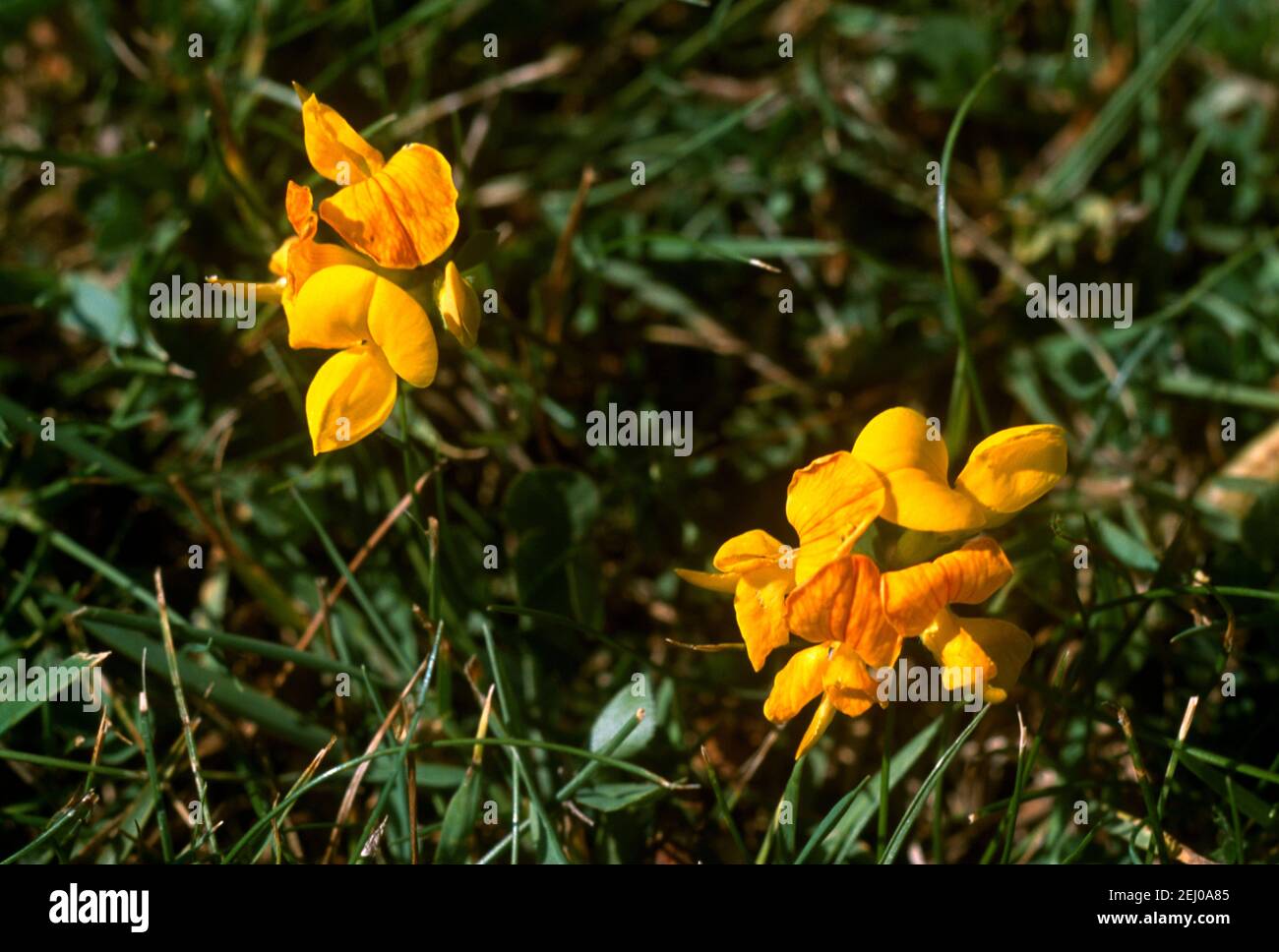 Bird’s foot trefoil hi-res stock photography and images - Alamy