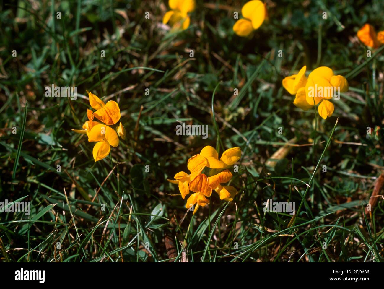 Birds Foot Trefoil (eggs & Bacon) Wild Flower Stock Photo - Alamy