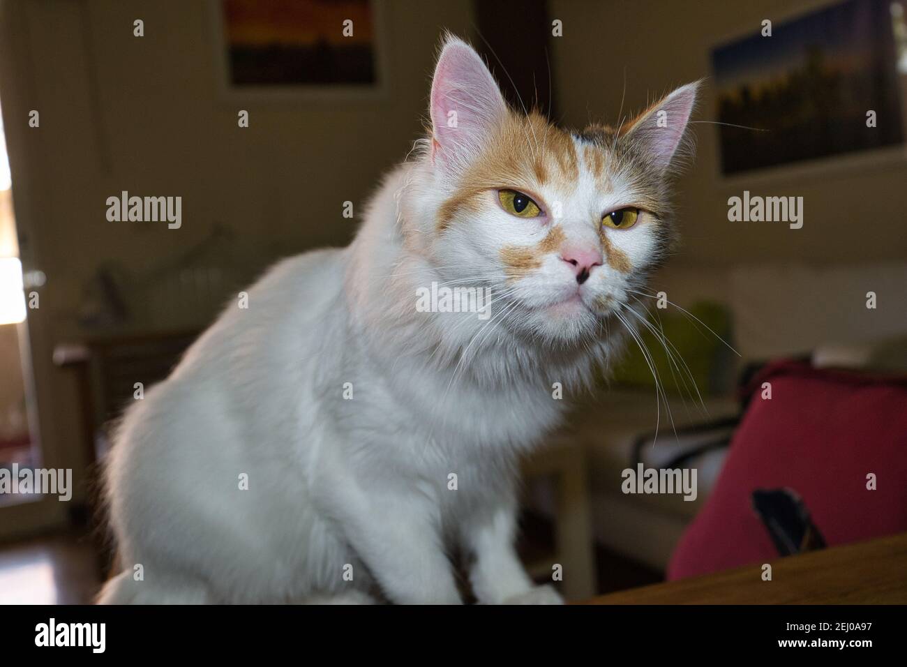 Black cat snoozing hi-res stock photography and images - Alamy