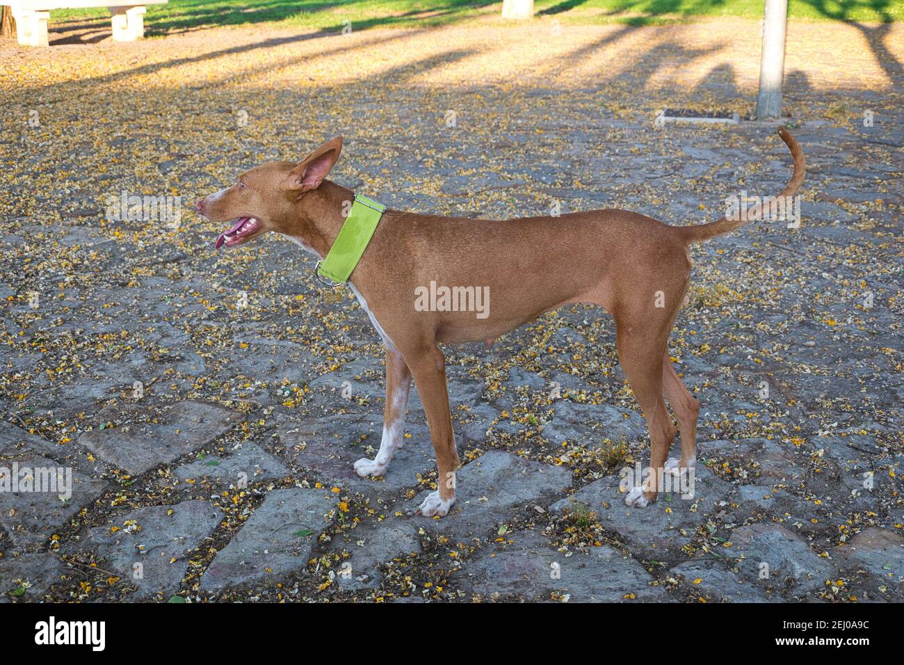 Beautiful hunting dog with brown hair, dog collar. pets and animals ...