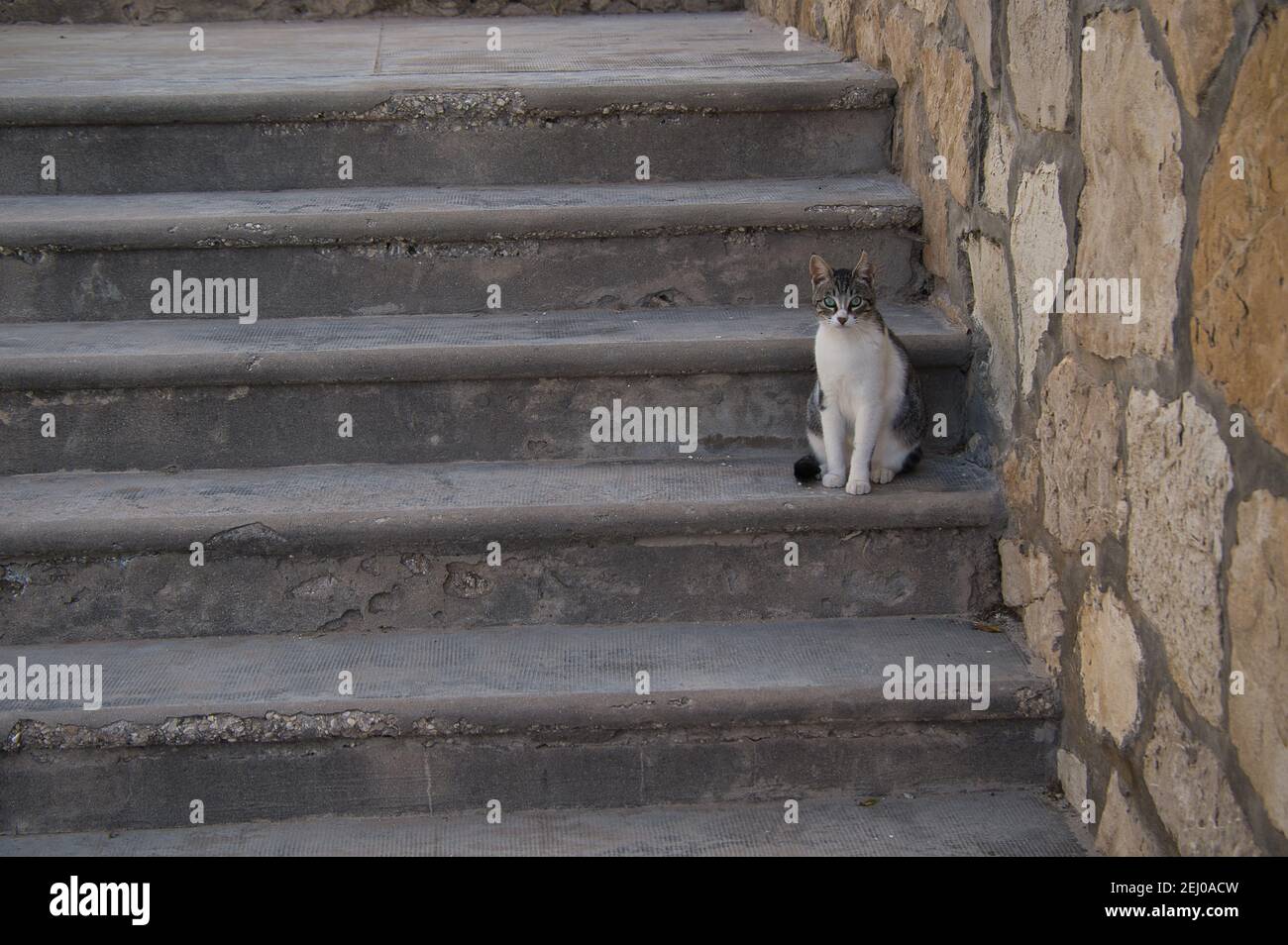 stray cats on stairs in the street various cats Stock Photo - Alamy