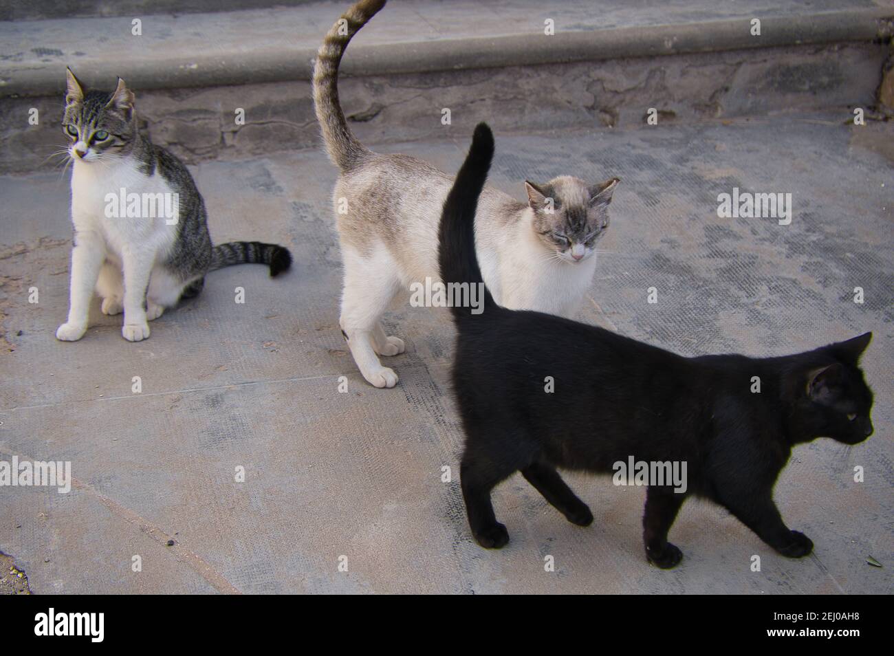 stray cats on the street looking at the camera various cats Stock Photo ...