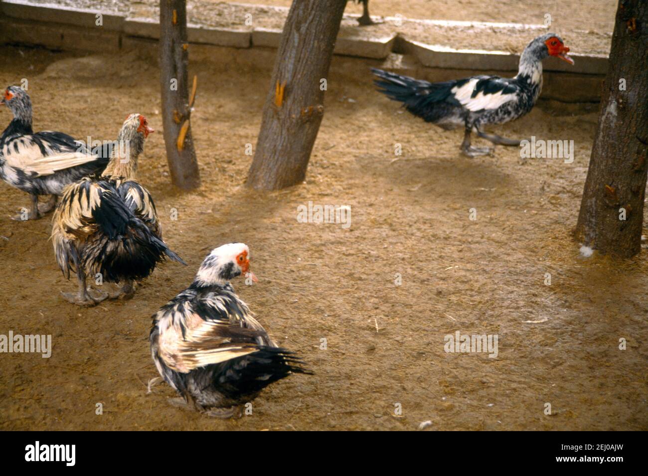 Poultry on Integrated Farm Wafra Kuwait Stock Photo - Alamy