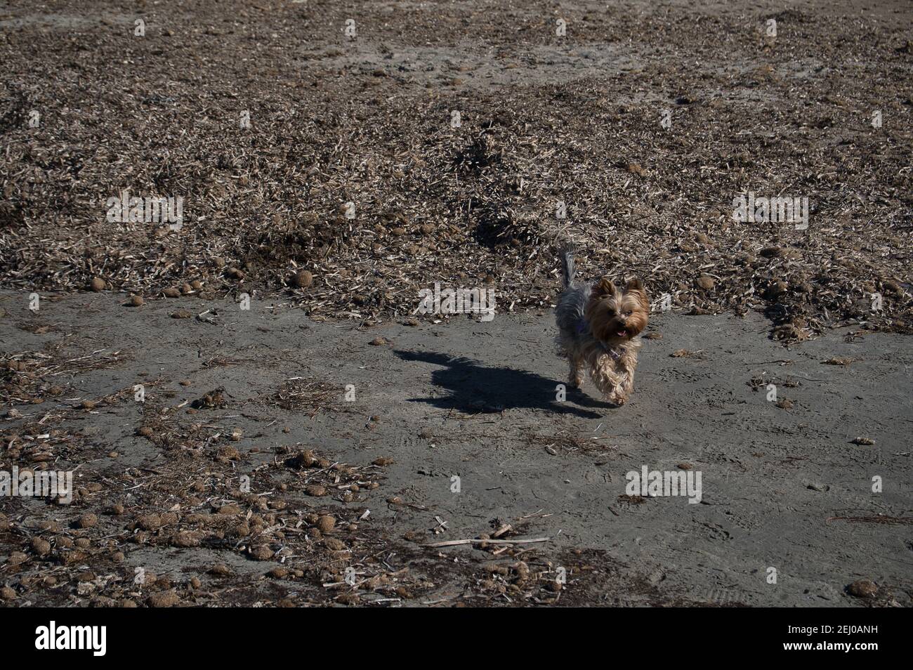 Barbados caribbean spring hi-res stock photography and images - Alamy