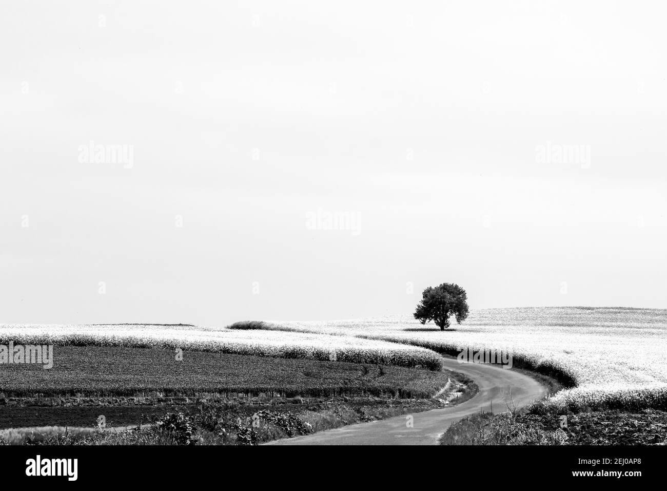 Green tree on road Black and White Stock Photos & Images - Alamy