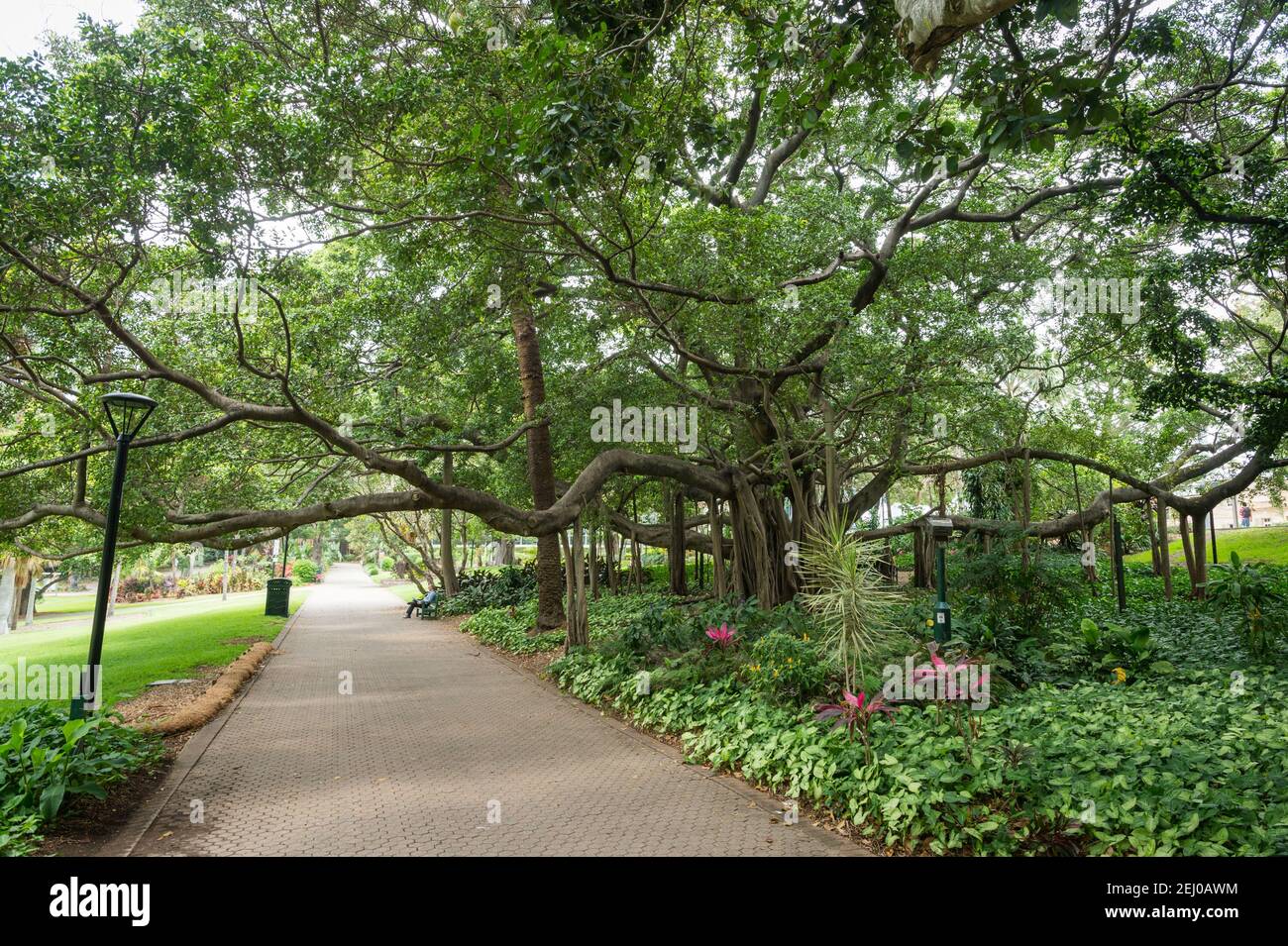 A giant banyan (Ficus benghalensis) in the Botanic Gardens, Brisbane ...