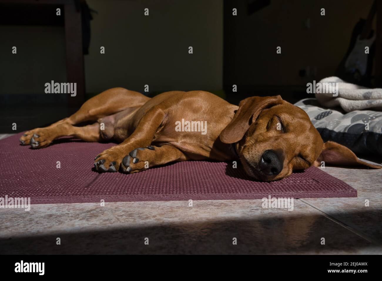 Dog napping hi-res stock photography and images - Alamy
