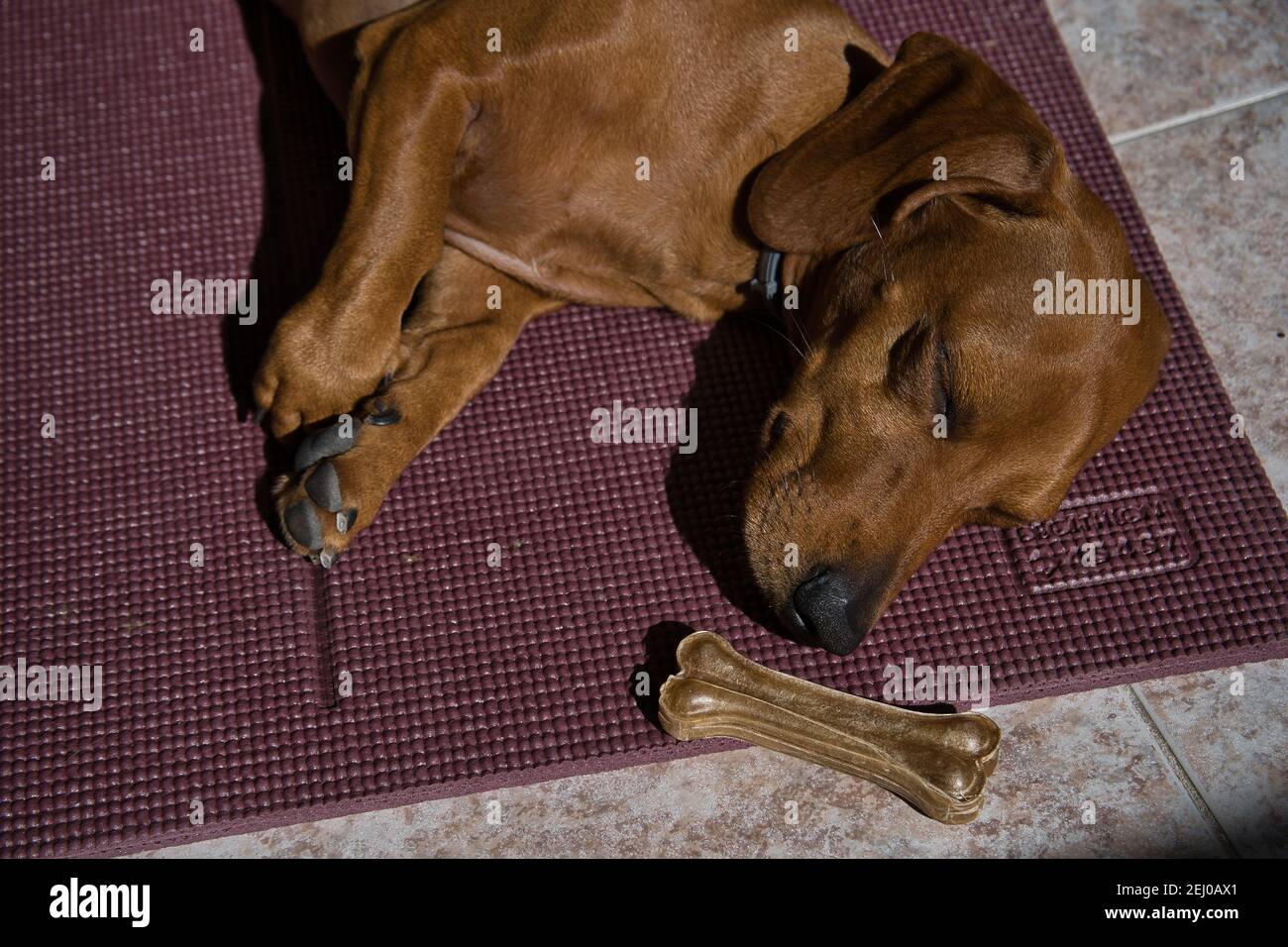 Dog napping hi-res stock photography and images - Alamy
