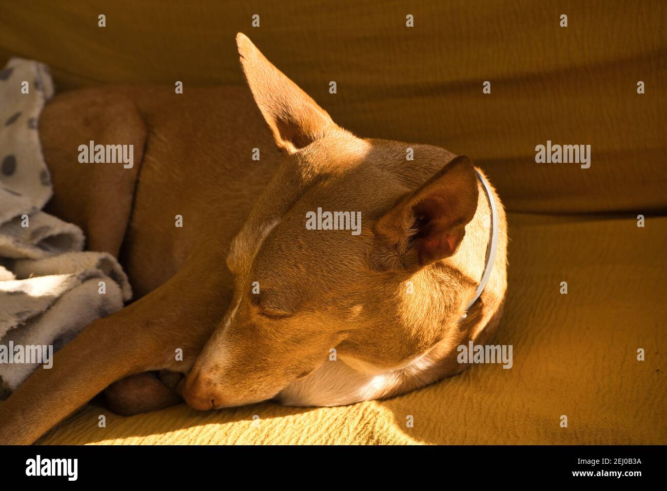 Beautiful hunting dog with brown hair, dog collar. sleeping a nap on ...