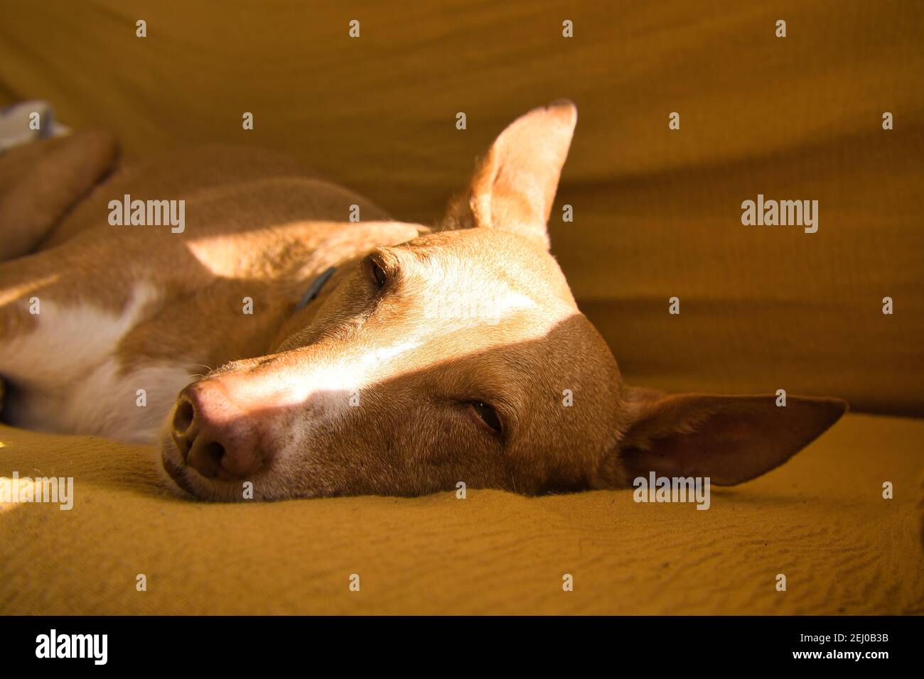 Beautiful hunting dog with brown hair, dog collar. sleeping a nap on ...