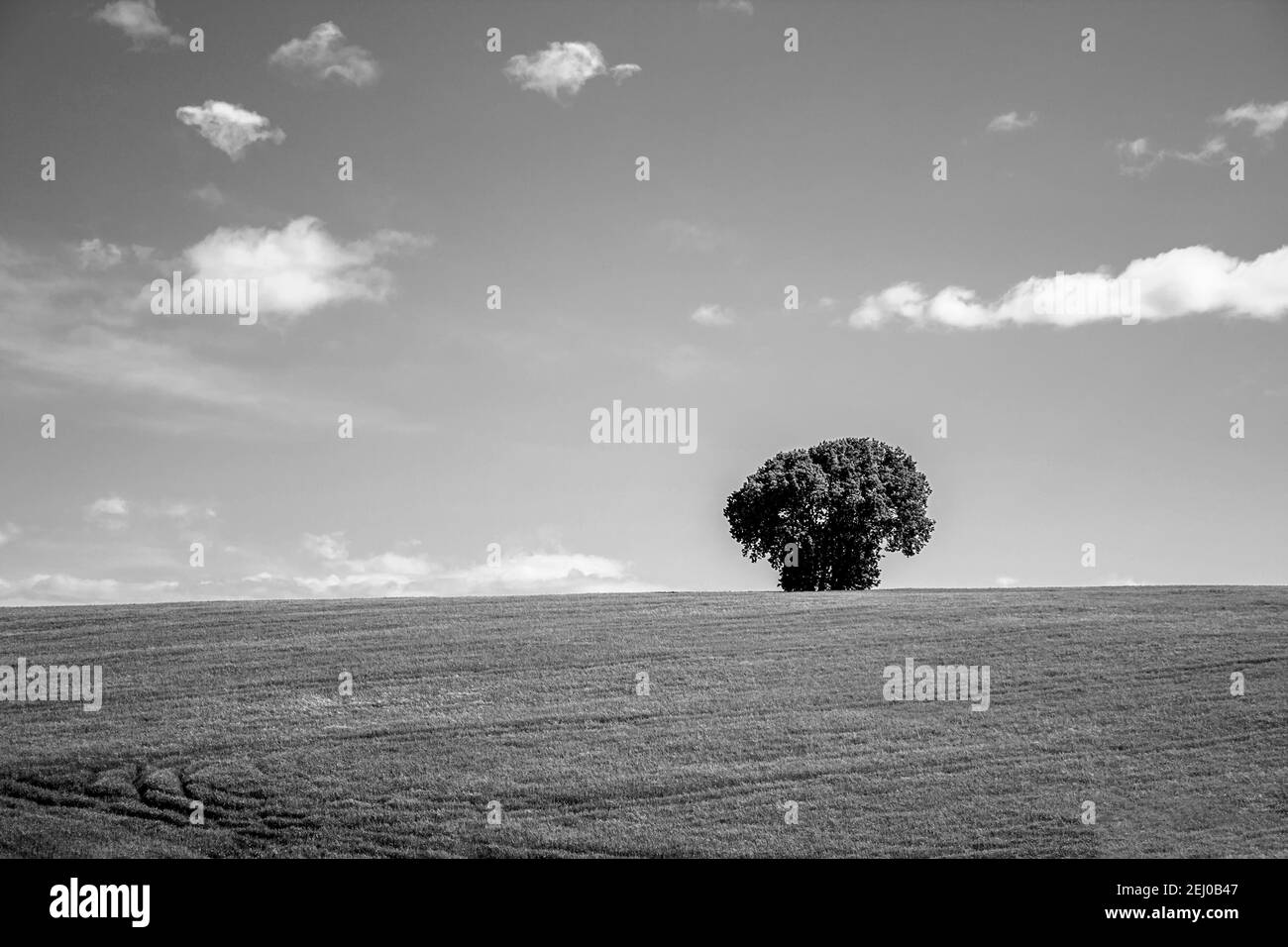 Blue gold and green Black and White Stock Photos & Images - Alamy