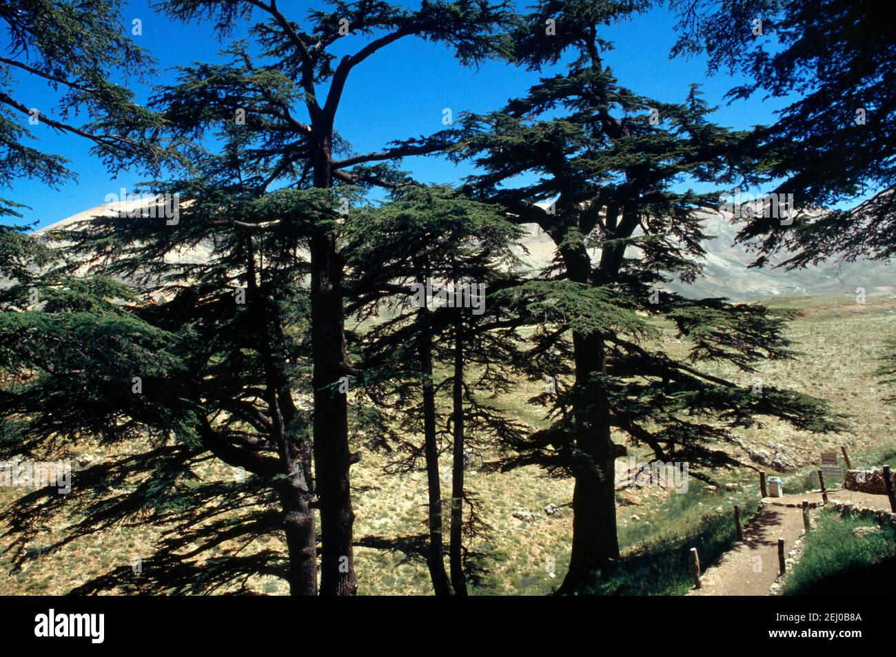 Cedar trees of lebanon hi-res stock photography and images - Alamy