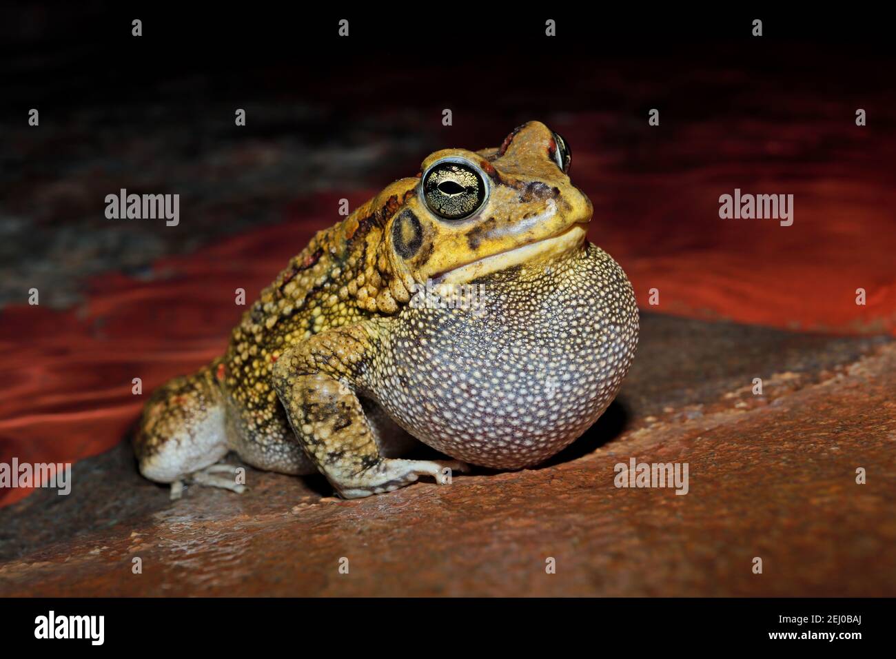 South african toad hi-res stock photography and images - Alamy