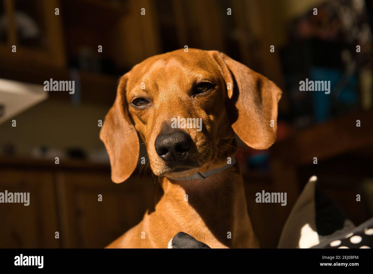 Teckel Hunting High Resolution Stock Photography and Images - Alamy