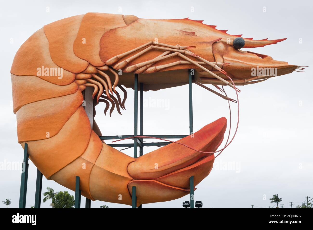 Australia big prawn hi-res stock photography and images - Alamy