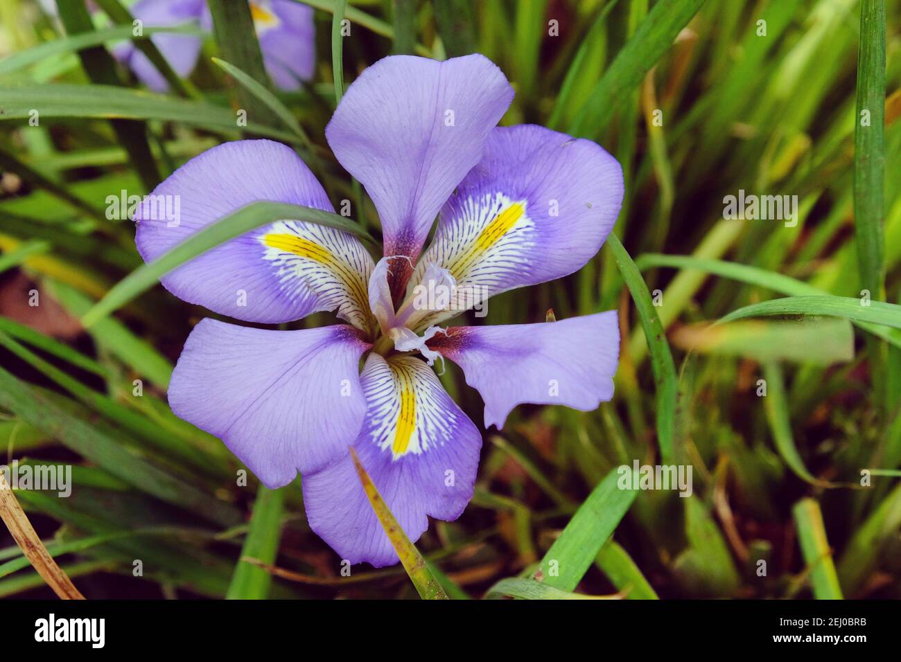 Purple Iris unguicularis, Algerian iris, in flower Stock Photo - Alamy