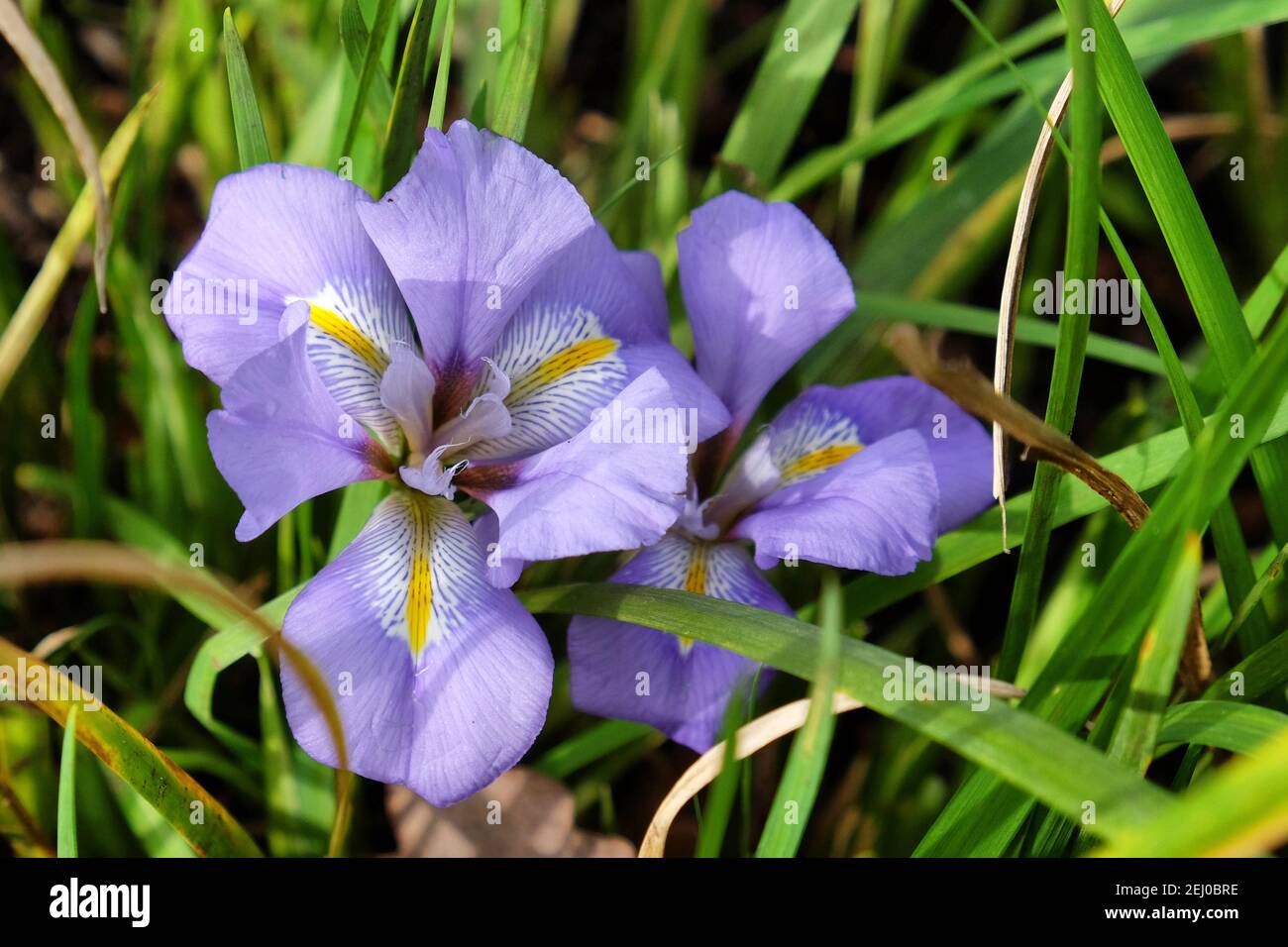Purple Iris unguicularis, Algerian iris, in flower Stock Photo - Alamy