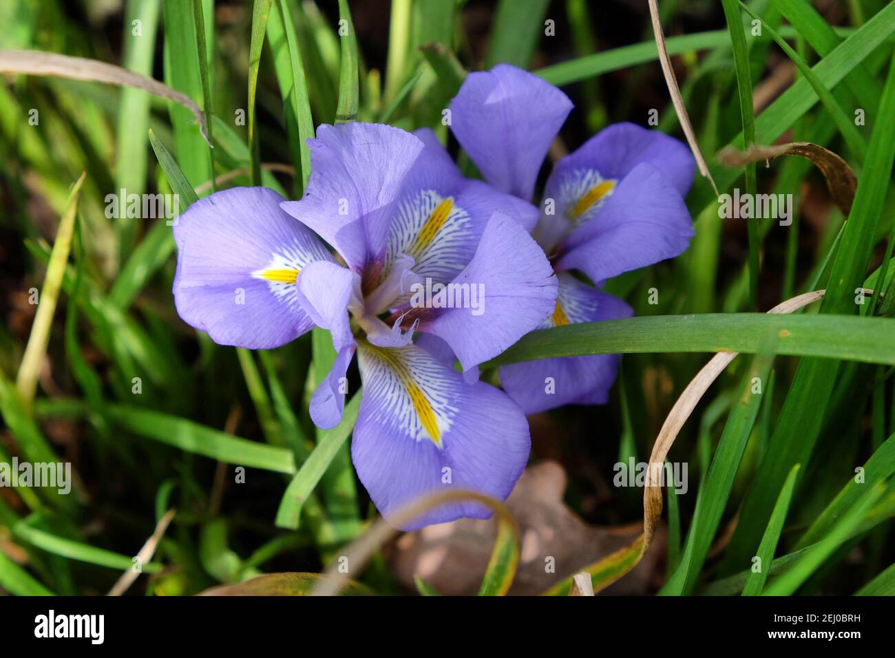 Purple Iris unguicularis, Algerian iris, in flower Stock Photo - Alamy