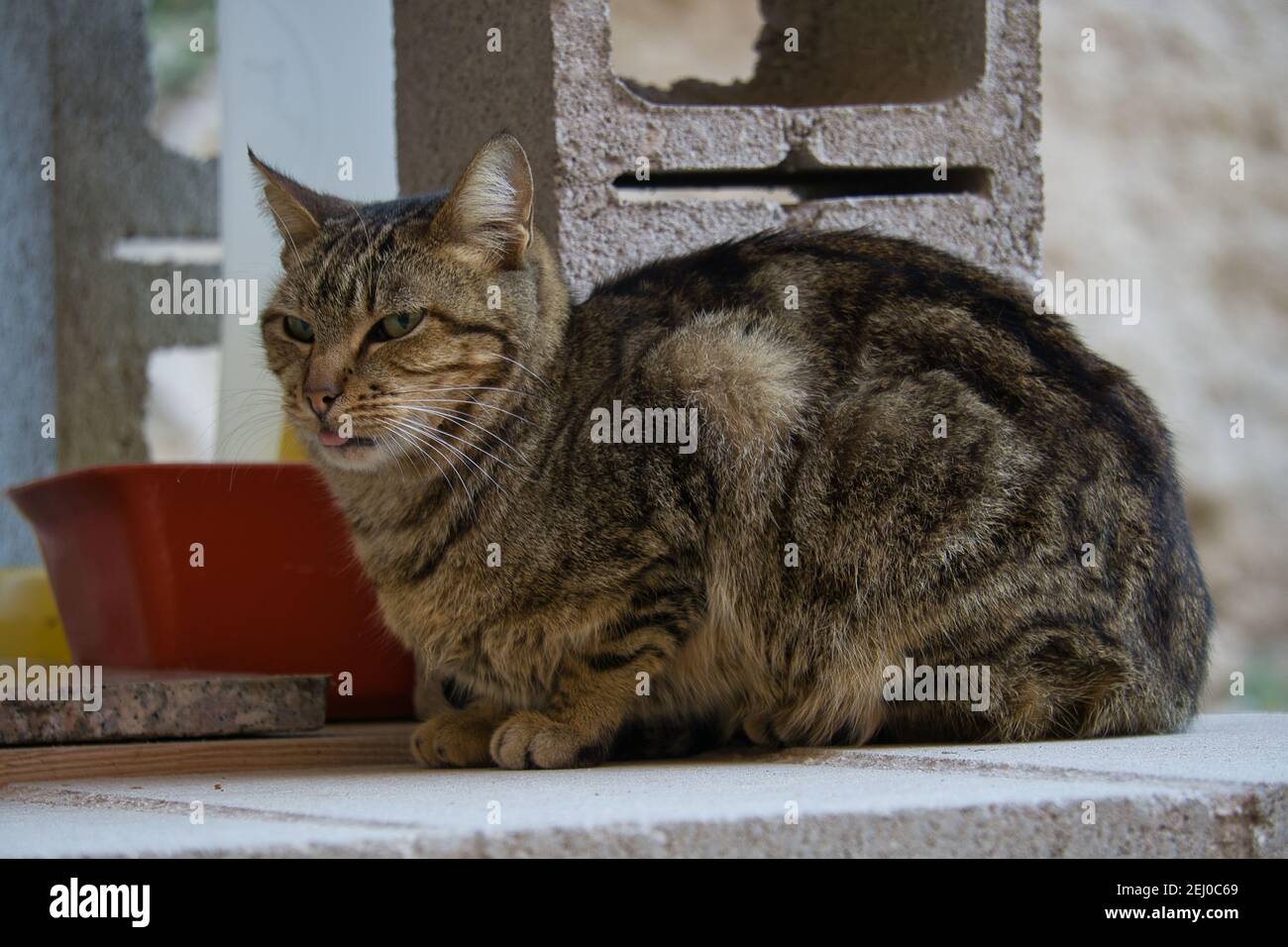 stray cats on the street looking at the camera, various cats Stock ...