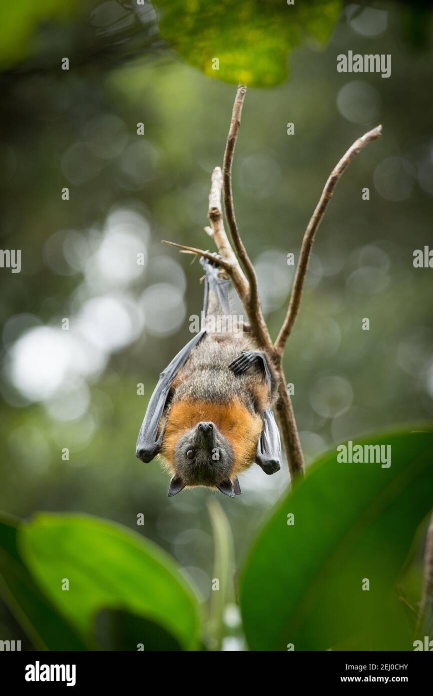 Grey-headed flying fox (Pteropus poliocephalus), Bellingen Island ...