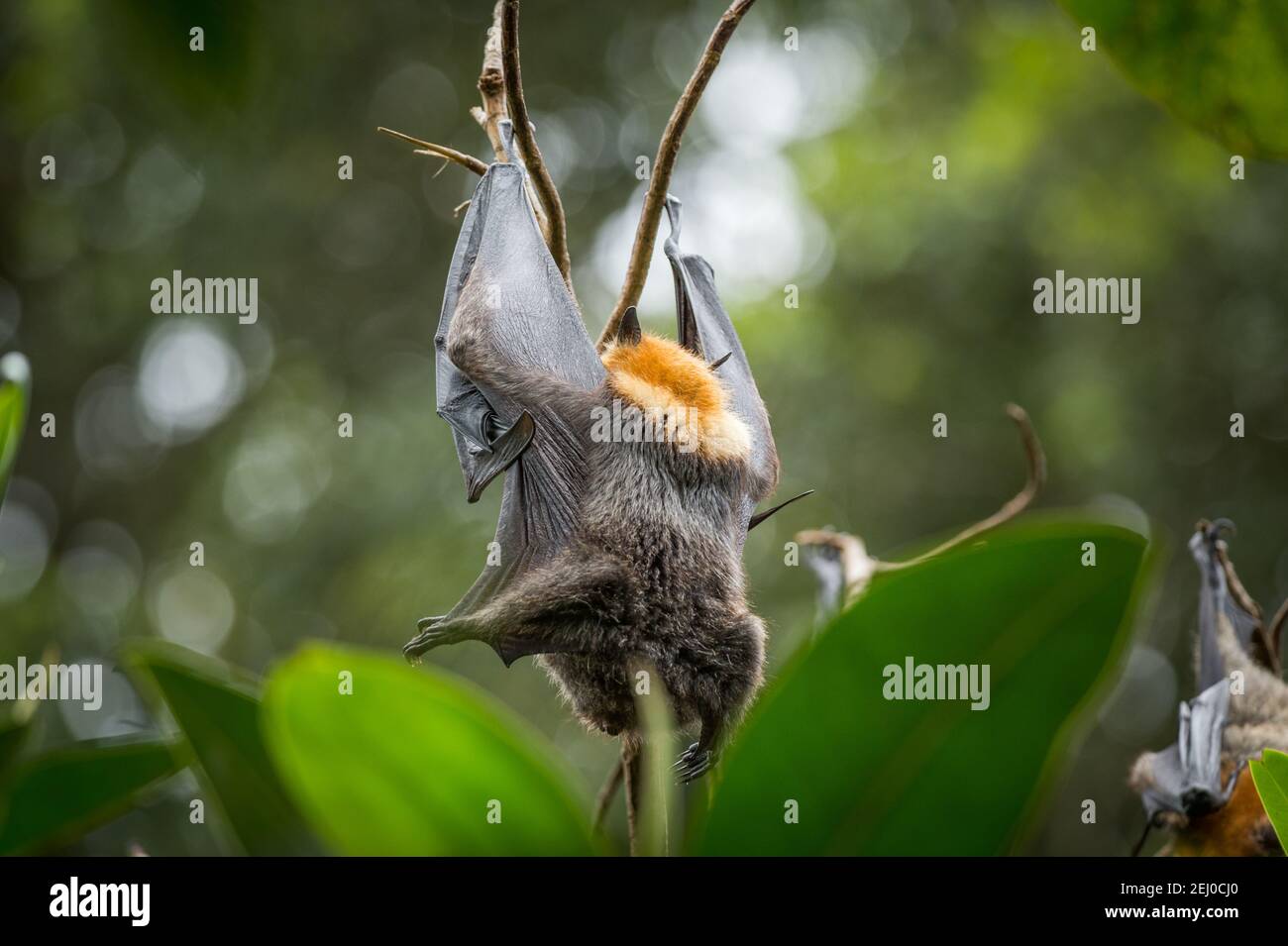 Grey-headed flying fox (Pteropus poliocephalus), Bellingen Island ...