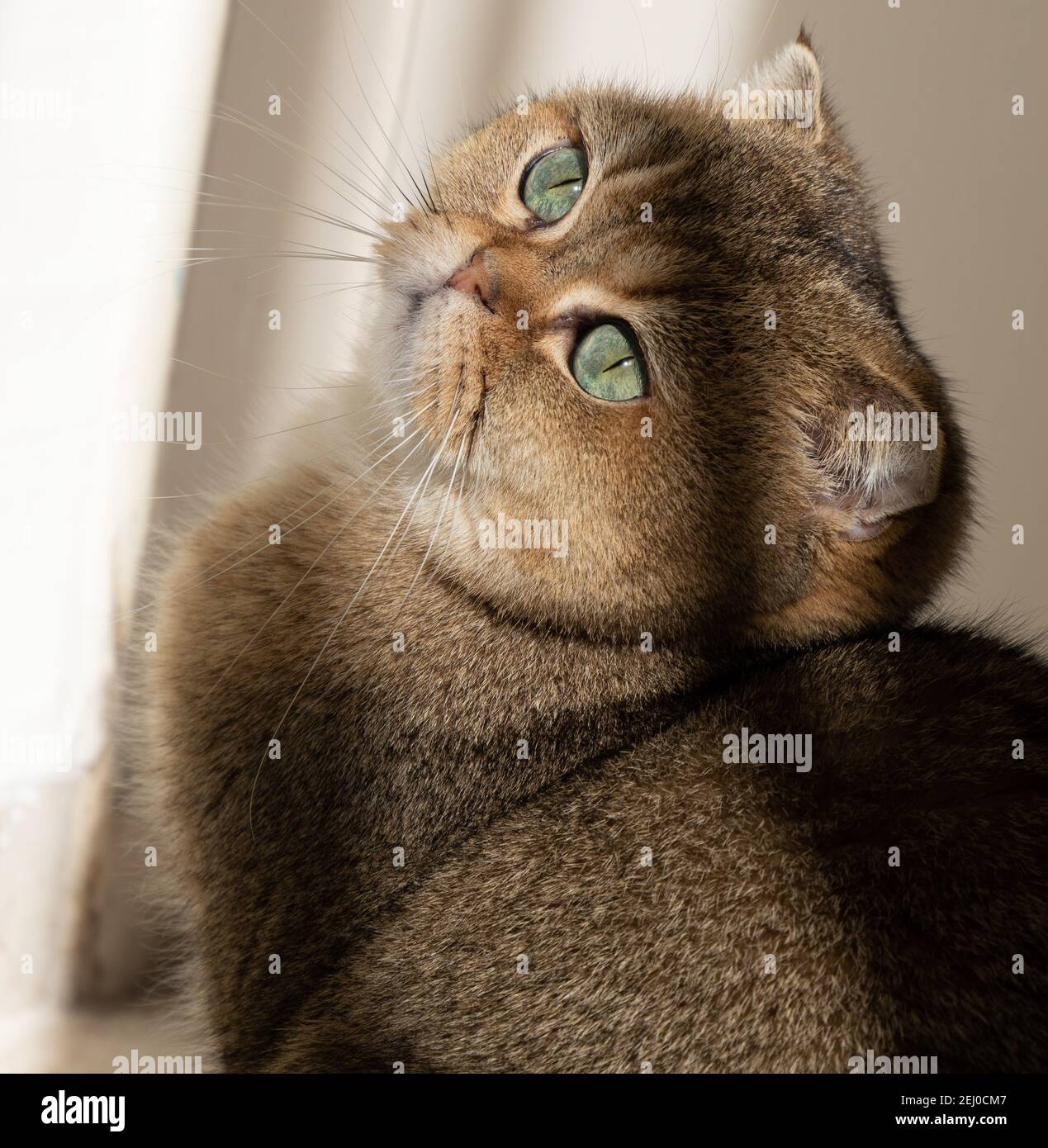 golden scottish fold cat with green eyes Stock Photo - Alamy