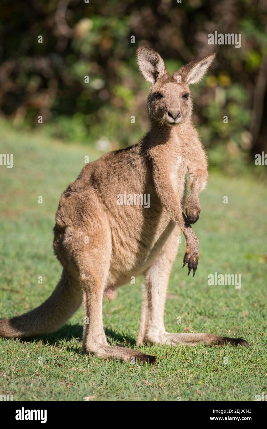 West australian wildlife hi-res stock photography and images - Alamy