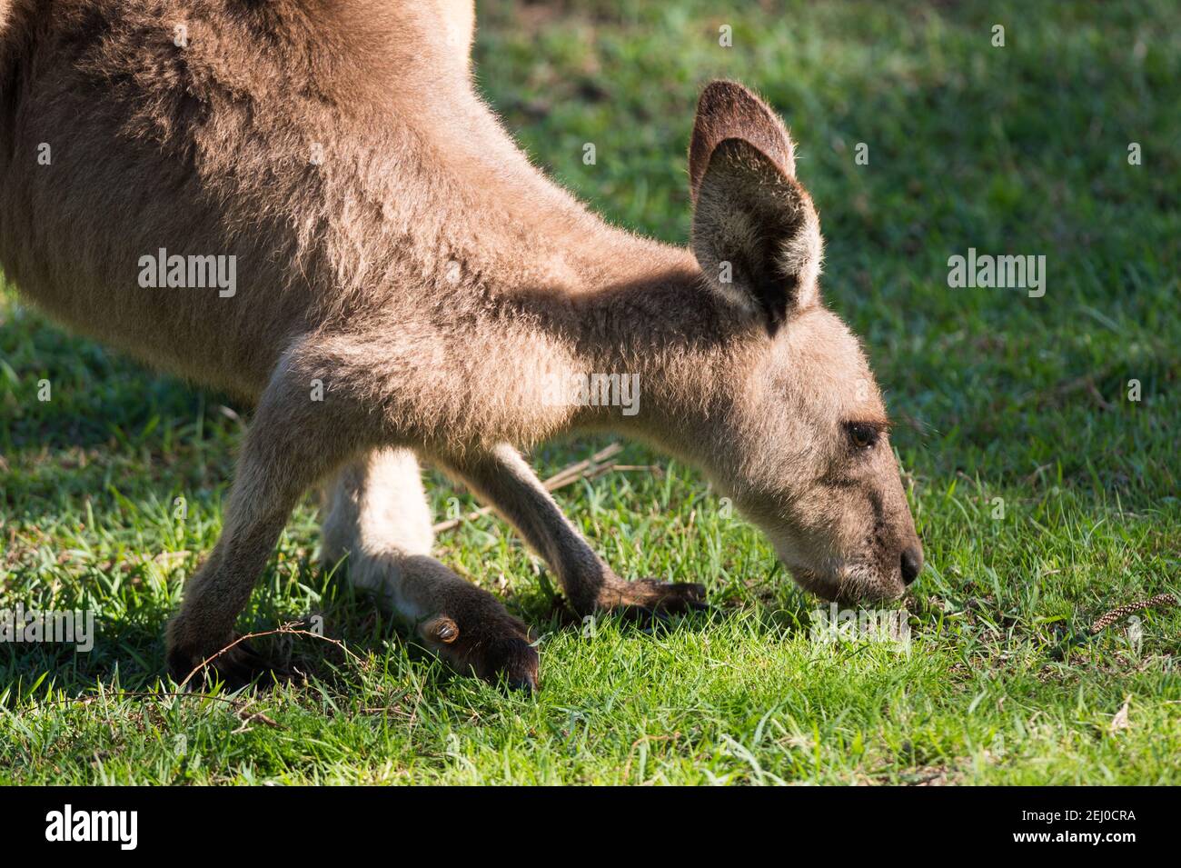Eastern grey kangaroo (Macropus giganteus) (or great grey or forester ...