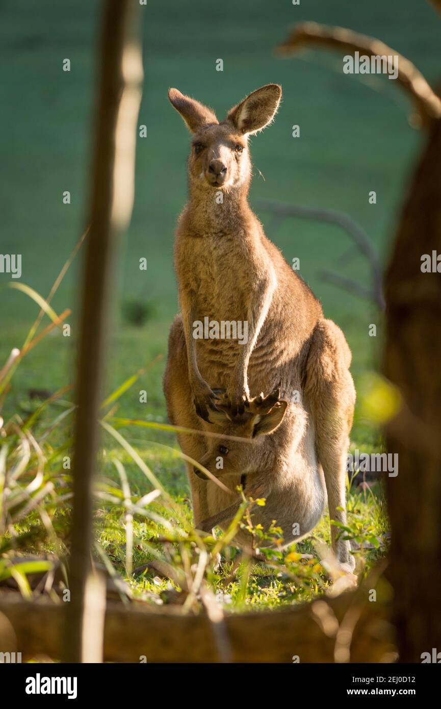Little grey kangaroo hi-res stock photography and images - Alamy