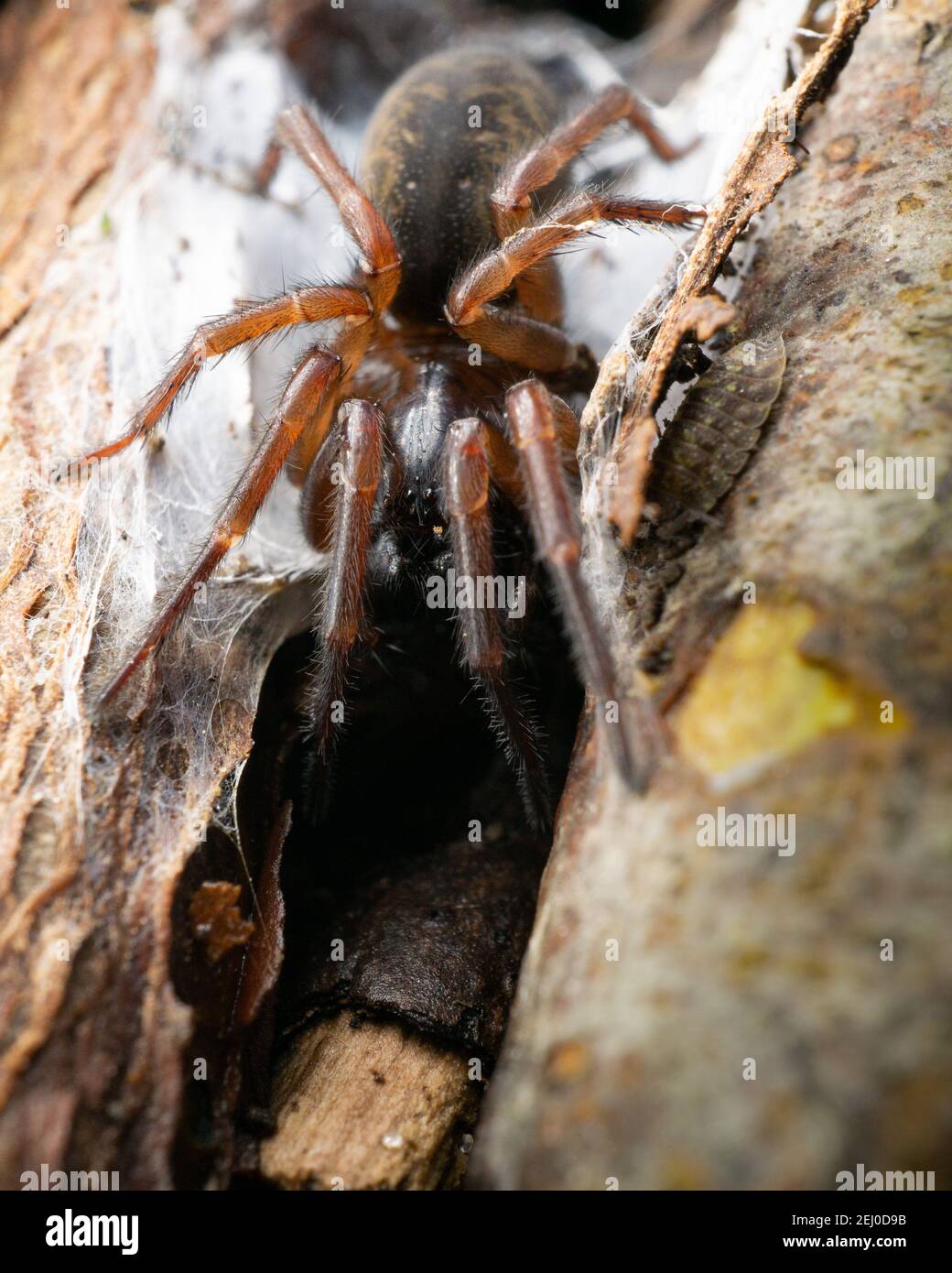 Closeup view of a huge grey and brown spider sitting on the trunk of ...