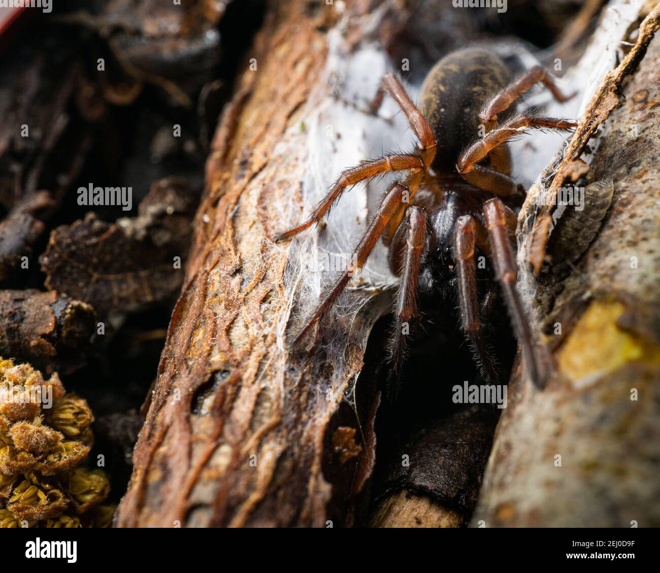 Closeup view of a huge grey and brown spider sitting on the trunk of ...
