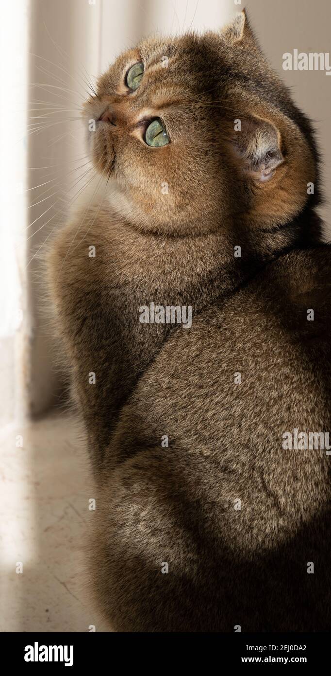 Scottish fold with straight ears hi-res stock photography and images ...
