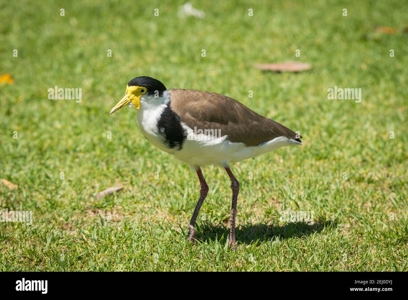 Black winged lapwing hi-res stock photography and images - Alamy