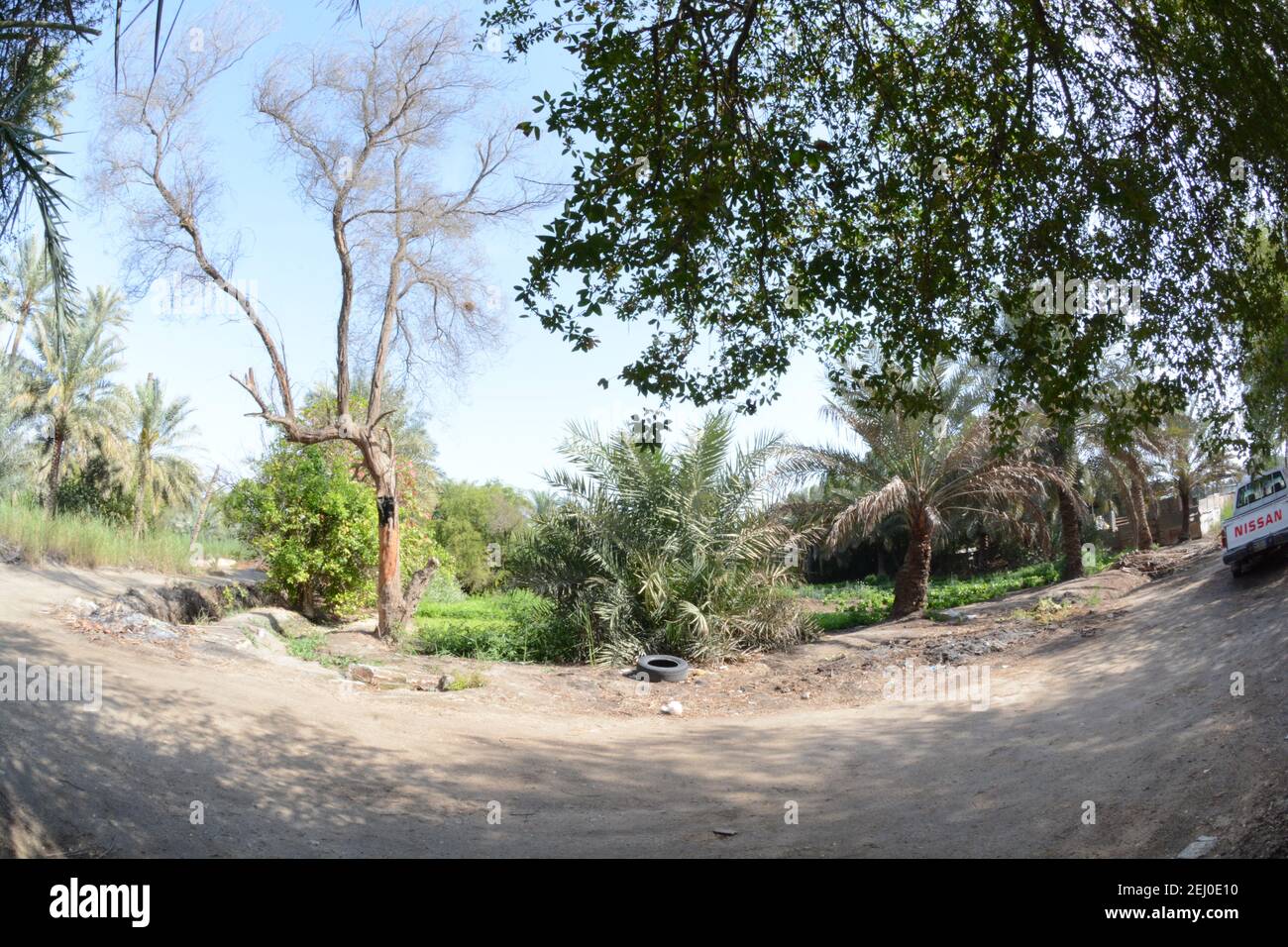 Date palm , tree of the palm family cultivated for its sweet edible ...