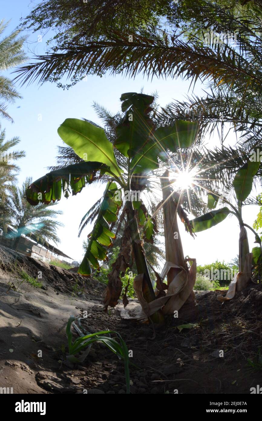 Date palm , tree of the palm family cultivated for its sweet edible ...