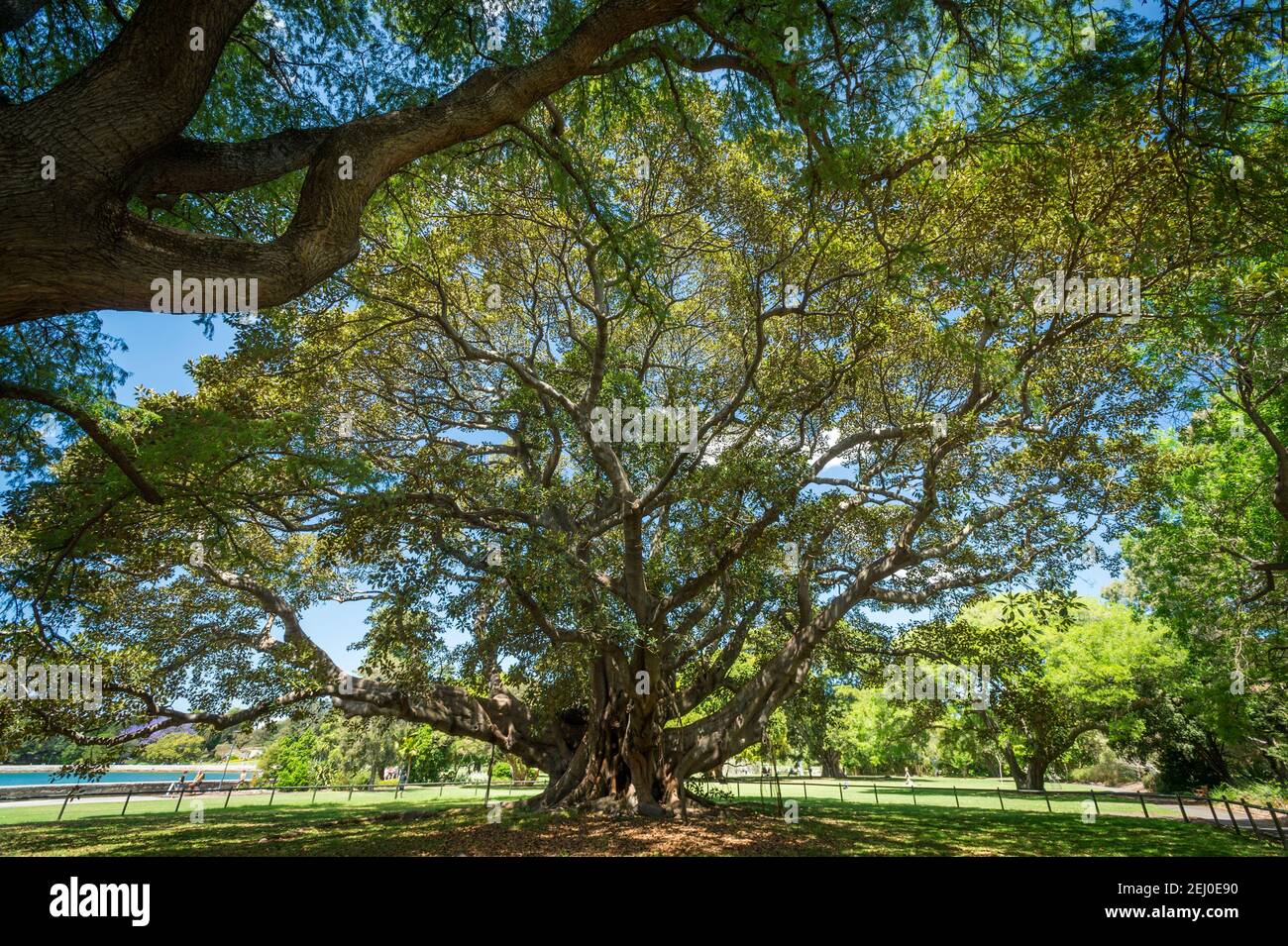 Australian banyan ficus hi-res stock photography and images - Alamy