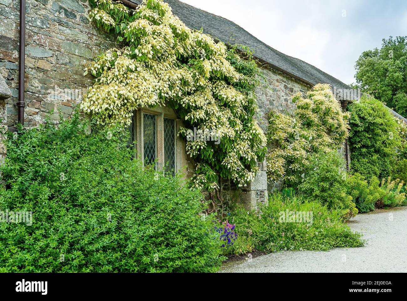 Cotehele house and gardens hi-res stock photography and images - Alamy
