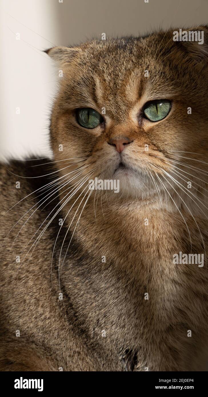 golden scottish fold cat with green eyes Stock Photo - Alamy