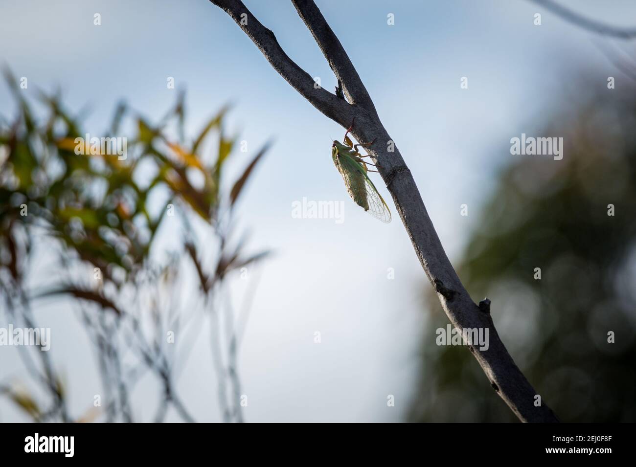 Green Grocer Cicada (Cyclochila australasiae), Echo Point, New South ...